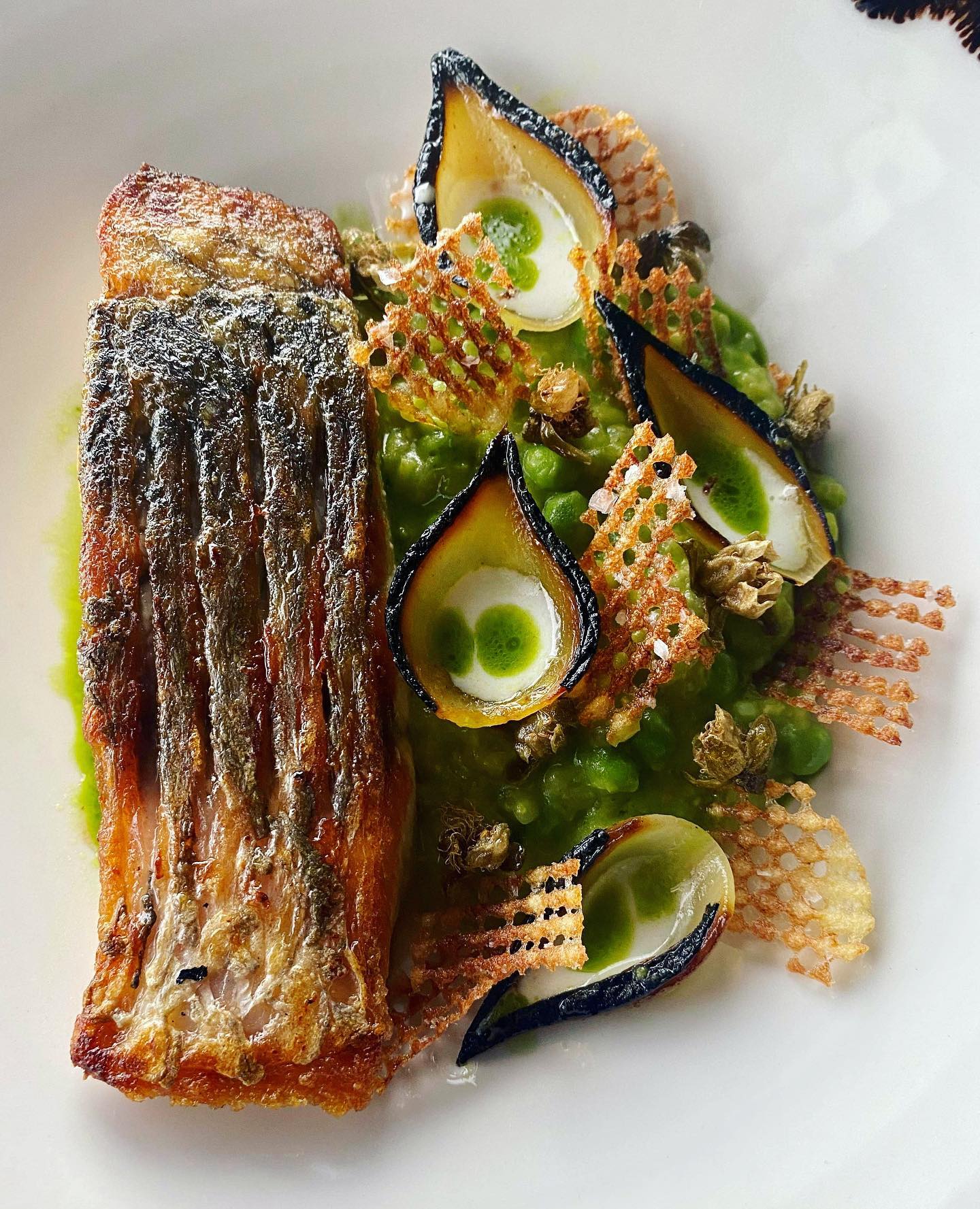 Apply now: Cook at The Scottish Prince - Palm Beach, QLD | Barcats